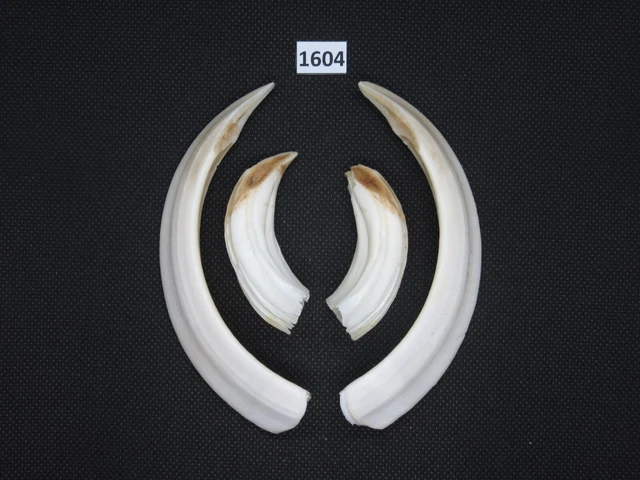 WILD BOAR TUSKS (no. 1604), trophy, taxidermy, tooth, teeth £32.40 ...