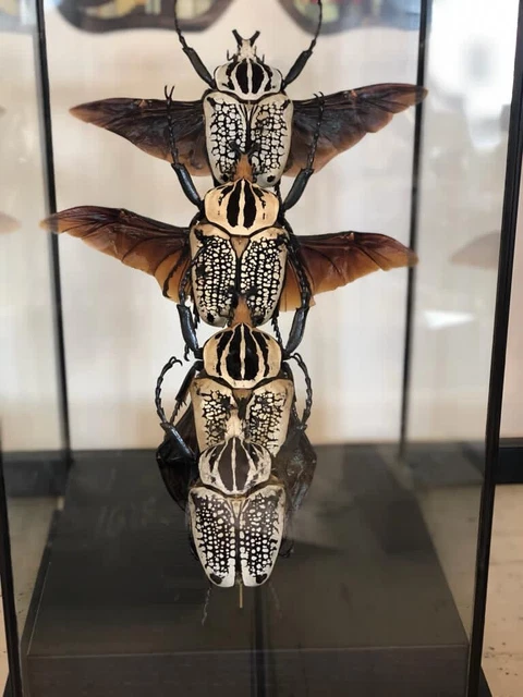 XL GOLIATH BEETLES in flight Taxidermy Insect Art in Display case ...
