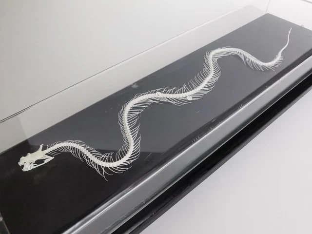 SQUELETTE DE SERPENT Complet Cabinet De Curiosite Medecine Anatomie Os ...
