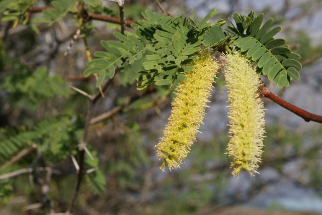 8 GRAINES DE BAYAHONDE (Prosopis Juliflora)H487 HONEY MESQUITE SEEDS ...