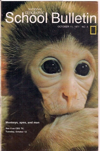 NATIONAL GEOGRAPHIC-SCHOOL BULLETIN-OCT 11,1971-MONKEYS,APES,AND MAN. £ ...