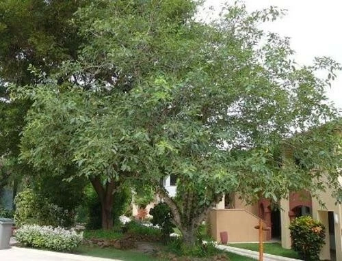 FICUS LUTEA - Indigenous South African Fig Tree - 10 Seeds EUR 27,36 ...