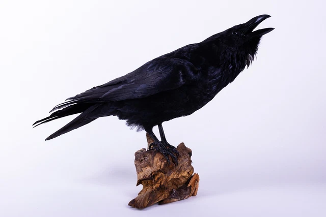 TAXIDERMY BIRD RAVEN Stuffed animal Standing mount Gothic Halloween ...