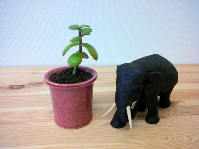 BONSAI CRASSULA OVATA var minor "Portulacaria afra" Jadebaum Geldbaum £ ...