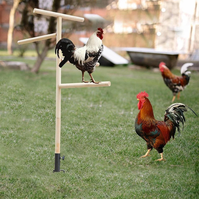 1XCHICKEN TOYS FOR Coop Chicken Ladder Platforms Perches Birds Chicken ...