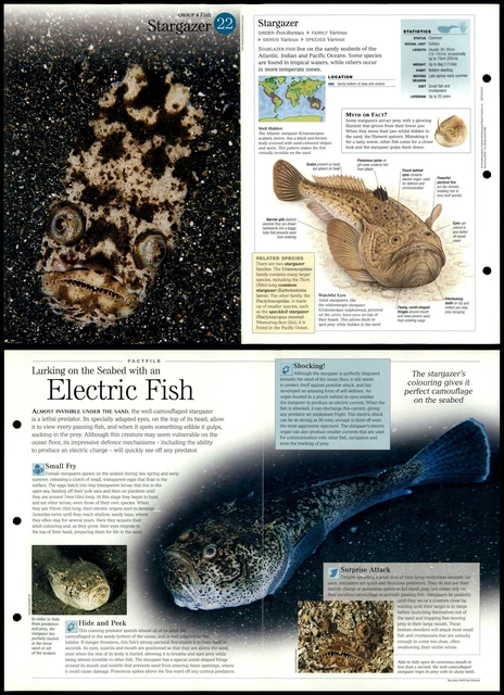 STARGAZER #22 FISH - Discovering Wildlife Fact File Fold-Out Card $2.51 ...