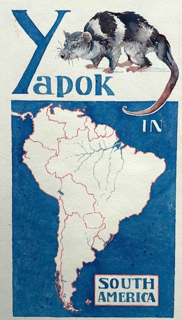 YAPOK-SOUTH AMERICAN POSSUM W/C Painting-C.1930s-Clara Stroud £202.58 ...