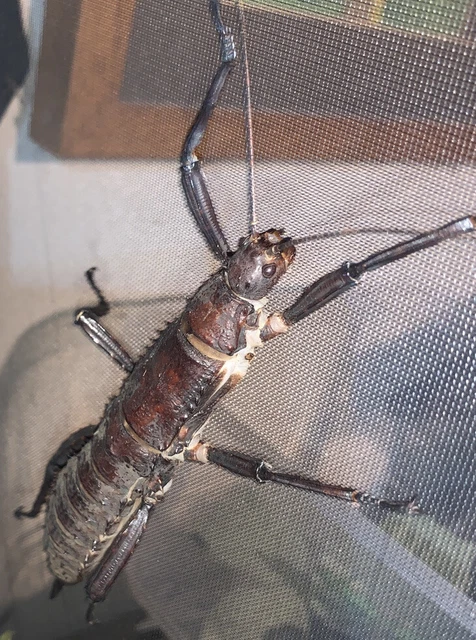 EURYCANTHA CALCARATA - Giant Spiny Stick Insect 1 X Adult Pair £15.00 ...