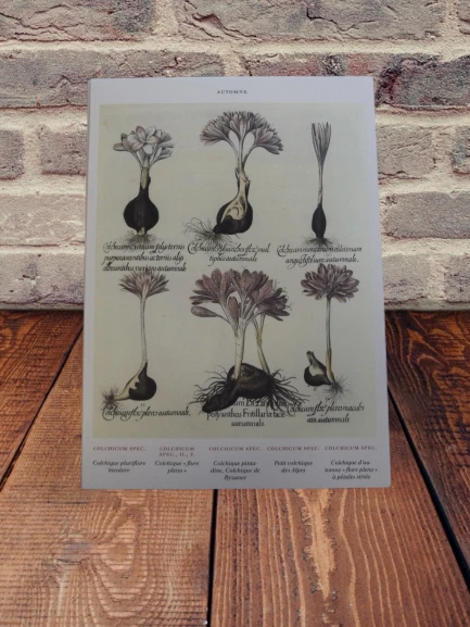 PLANCHE BOTANIQUE POSTER Art Print Affiche Colchique crocus automne des ...