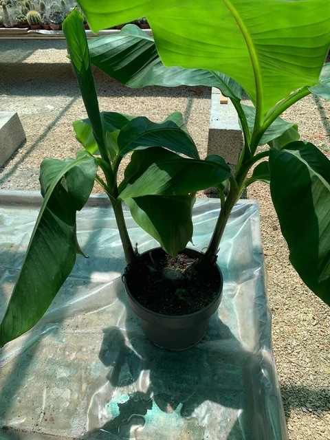 PIANTA DI MUSA Tropicana Banano Nano Vaso 20 Pianta Meravigliosa EUR 80 ...