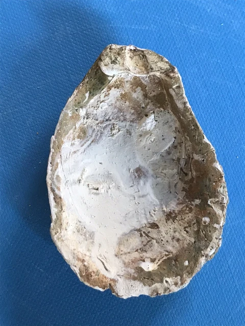 LIMA RARA Fossile Shell BIVALVES Lutetien Bassin Parisien EUR 4,00 ...