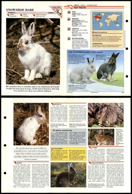 SNOWSHOE HARE #261 Mammals Wildlife Fact File Fold-Out Card £1.99 ...