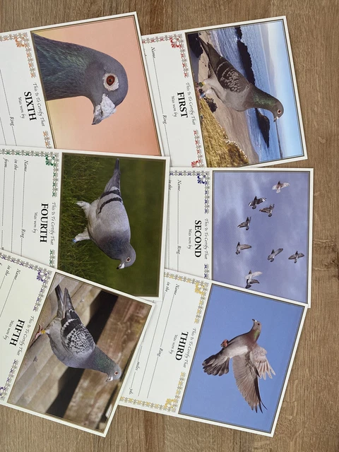 NEW RACING PIGEON Award Prize Cards 23 Sets Audrey Lawrence Johnson £29 ...
