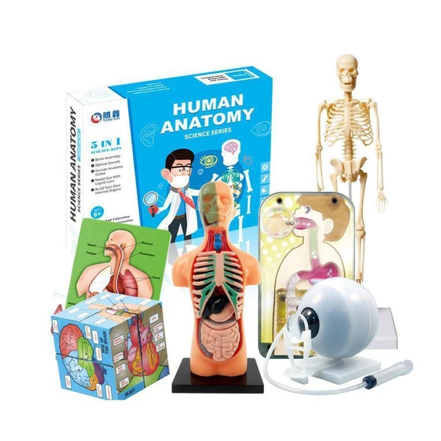3D HUMAN BODY Torso Model Puzzle Study Anatomy Model H £12.34 - PicClick UK