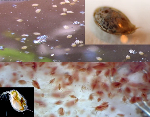 MIX STARTER DAPHNIA MAGNA (dafnia) E OSTRACODI cibo vivo per pesci EUR ...