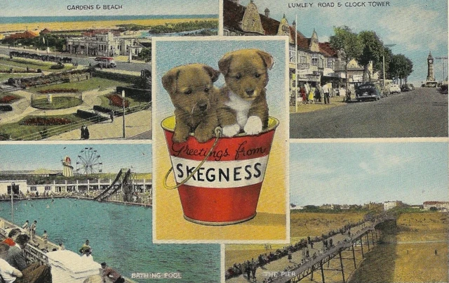 SKEGNESS TWO PUPPIES in a Bucket and Four Views - Postcard ref X88 EUR ...