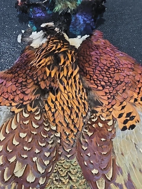 ROOSTER RINGNECK PHEASANT SKIN 2 Wings Tail FLY TYING Materials CRAFT ...