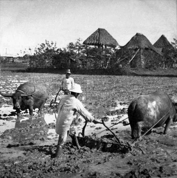 FILIPINO PEASANT PLOUGHING rice field near Manila, Philippines ear- Old ...