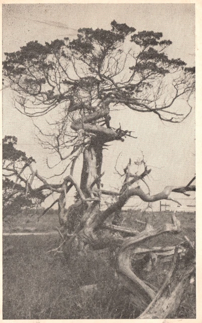 VINTAGE POSTCARD 1952 Gnarled Old Cedar Tree on Grounds Harvey Cedars ...