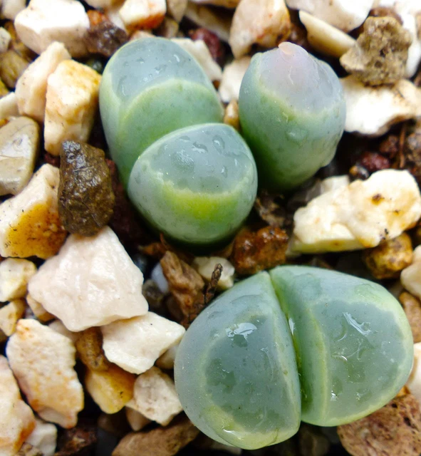 LITHOPS OLIVACEA V. olivacea C109 SEEDS - SEMEN EUR 3,95 - PicClick DE