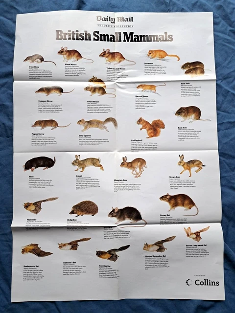BRITISH WILDLIFE WALLCHART - Small Mammals - Poster A1 Size Daily Mail ...