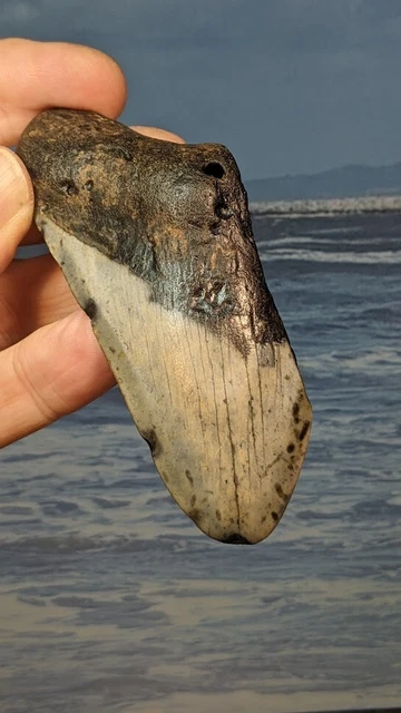 MEGALODON SHARK FOSSIL Tooth. 98mm. Boxed. As Shown. 12-15 Million ...