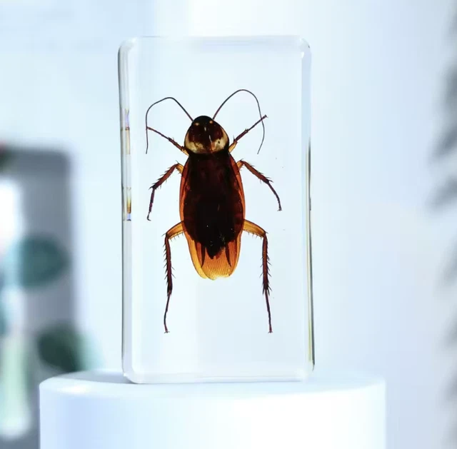 REAL COCKROACH SPECIMEN Taxidermy Insect Science Oddities Weird Strange ...