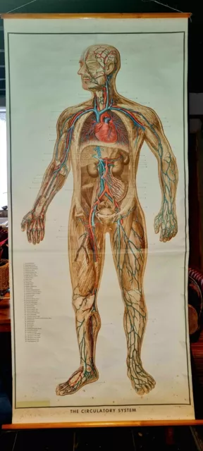 VERY LARGE VINTAGE Adam Rouilly Anatomical PosterChart The Circualtory ...