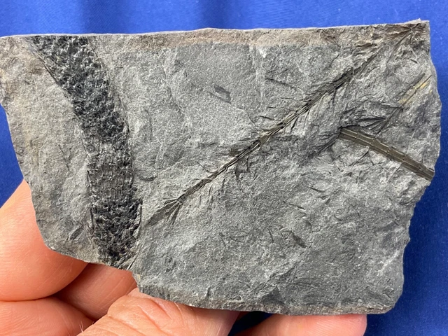 CARBONIFEROUS SPHENOPHYLLUM CONE Fossil, Fossilien, Karbon, plant ...