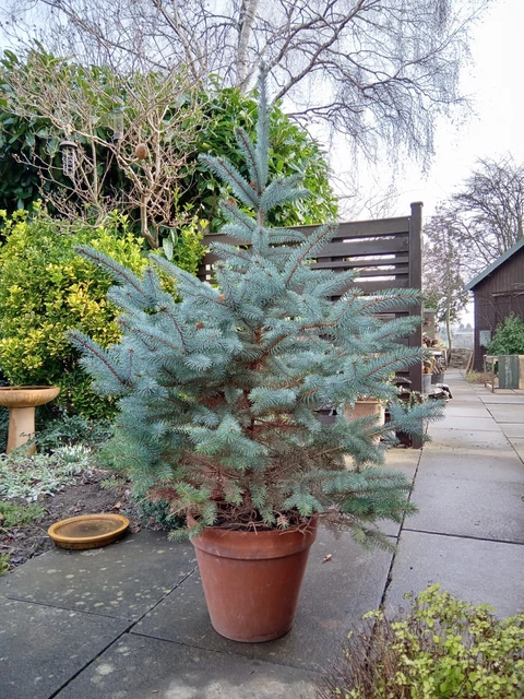 4FT PICEA PUNGENS 'super blue' compact pyramidal blue conifer in ...
