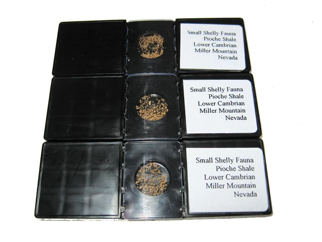 CÁMBRICO PEQUEÑO SHELLY Fauna PICO esquisto SALTERELLA agmata matriz ...