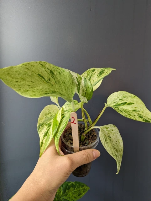 RARE HOUSEPLANT SNOW Queen Pothos/ Epipremnum potted plant in 9cm pot £ ...