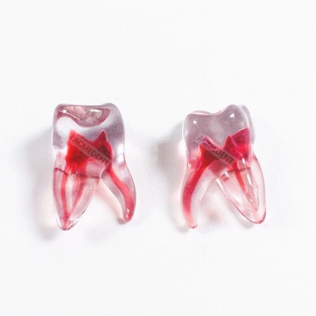 DENTAL ENDO TRAINING Model Blocks Files Practice Block Replicas RCT 3D ...