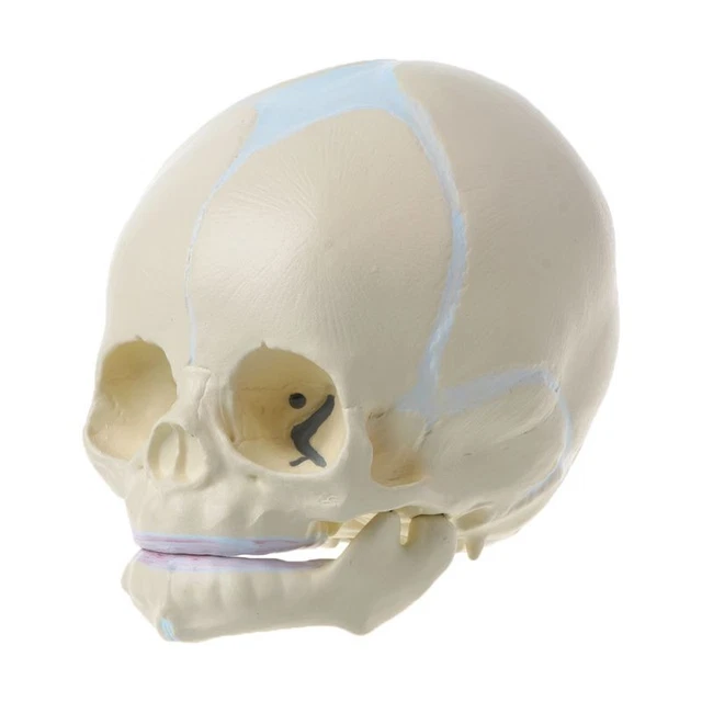 LIFE SIZE ANATOMICAL Skeleton Head Model with Moveable Lower Jaw for ...