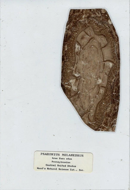 LARGE COAL BALL Peel of Psaronius melanedrus Microscope Slide $416.46 ...