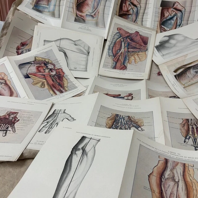 PLANCHES CARTES ANATOMIQUES Du Corps Humain Main EUR 40,00 - PicClick FR