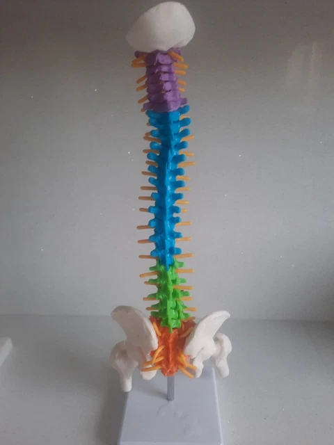 PELVIC HUMAN ANATOMICAL Anatomy Spine Spinal Column Model Teaching £25. ...