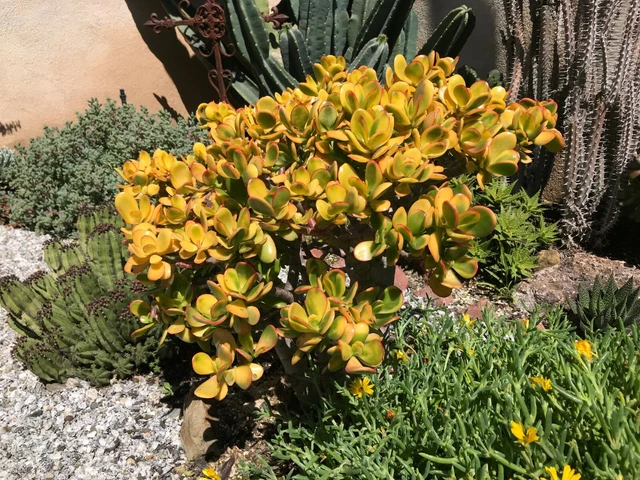 GOLDEN JADE HUMMELS Sunset Crassula Ovata Argentea Huge 5+" Branched ...