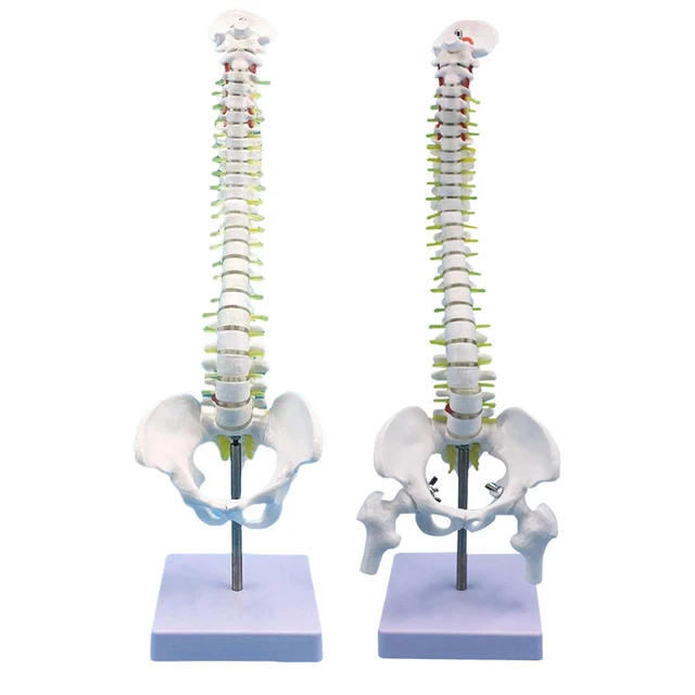 HUMAN SPINE MODEL, Spinal Column Model, Spinal Cord Model, Flexible, 17 ...