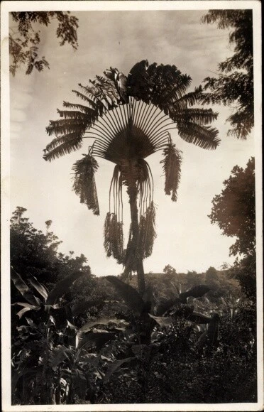 FOTO AK BELAWAN Sumatra Indonesien, Palme - 3211896 EUR 9,50 - PicClick DE