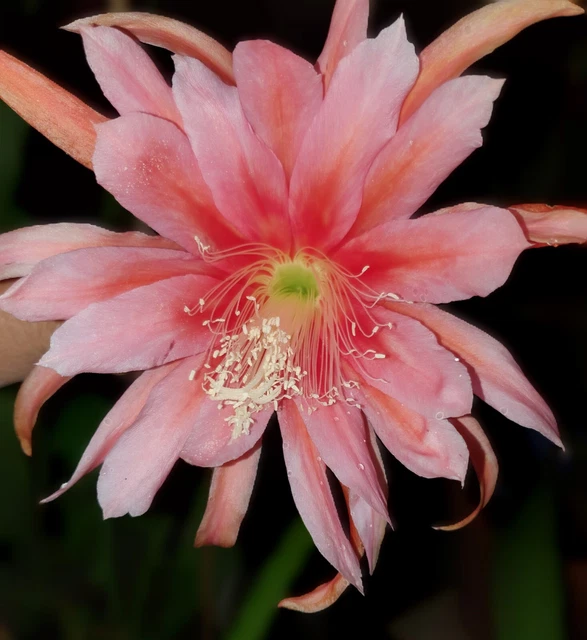 EPIPHYLLUM MOOSKA FARM. Cutting (((DECEMBER))) $25.00 - PicClick AU