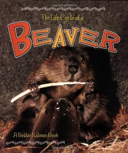 THE LIFE CYCLE of a Beaver (Life Cycle... by Kalman, Bobbie Paperback ...