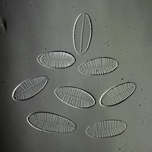 ANTIQUE MICROSCOPE SLIDE by W.A.Firth. Diatoms. Surirella gemma from ...