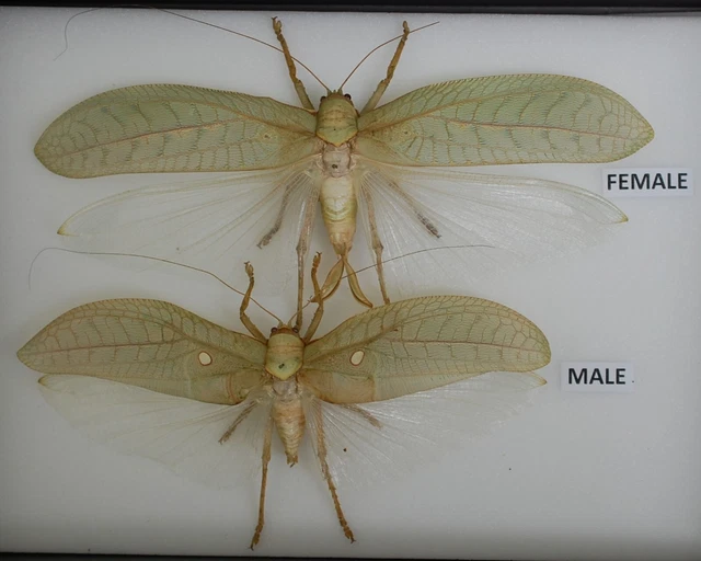 7 MALE AND female giant crickets (not spread) 1st picture is a sample £ ...