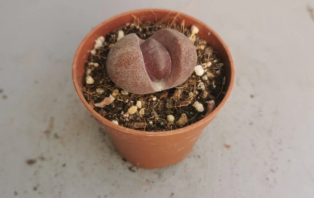 PLEIOSPILOS NELII CV. Royal Flush Pot ø 5.5 cm Ferocactus Faucaria ...