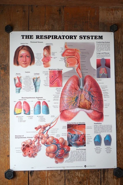 MEDICAL ANATOMICAL RESPIRATORY System Educational Laminated Wall Chart £18.99 - PicClick UK
