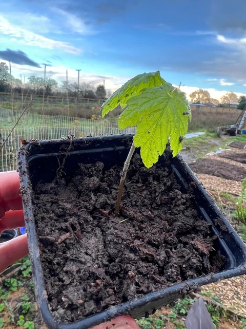 SYCAMORE 2024 SAPLING 10-20cm Great for bonsai, kids gardening or tree ...
