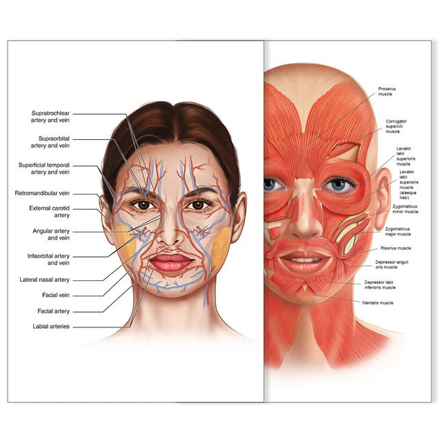 FACE ANATOMY POSTERS Muscle VEINS Detailed Chart Science Educational ...