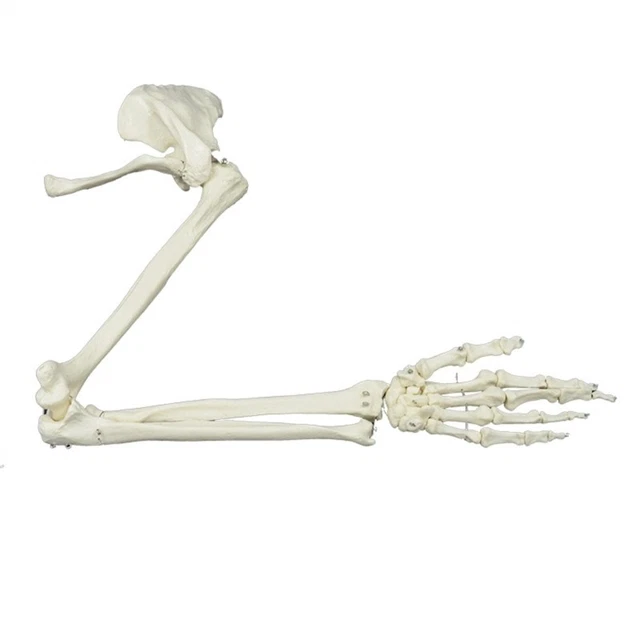HUMAN SKELETON ARM Skeletons Study Arm Model Anatomical Model Arm ...