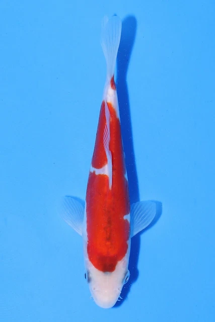 JAPANESE KOI CARP - Hq Doitsu Sanke 15Cm - Courier Available ...